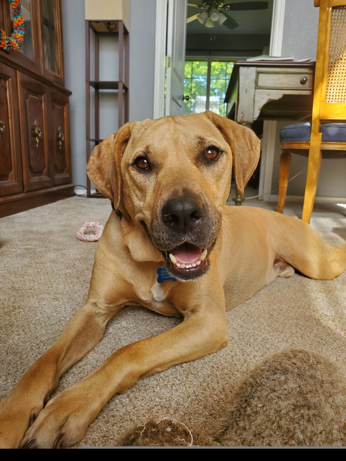 Meet Duke: A Loyal Lab Mix with a Heart Full of Sunshine & Snuggles ...