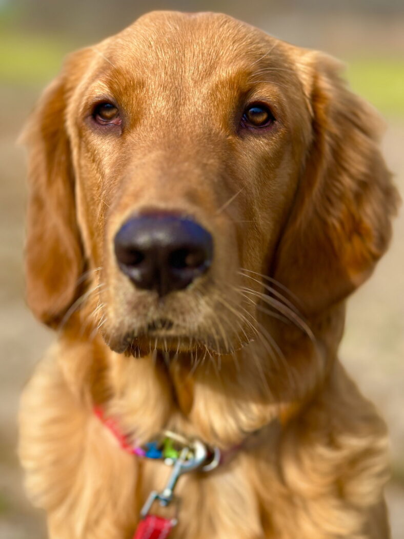 Meet Loki: The Goofy Golden Retriever Full of Love & Laughter! - Rocky ...