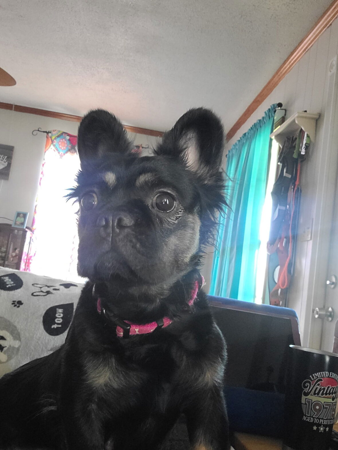 Playful Heart, Calm Soul — Bailee the French Bulldog Is Waiting to Meet ...