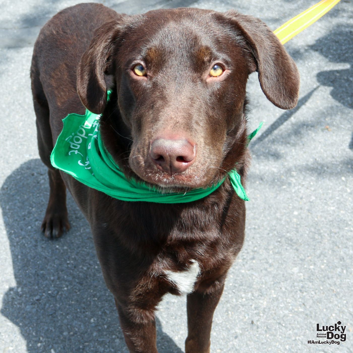 Meet Mammoth: A Sweet and Goofy Labrador Retriever Mix Ready for His ...