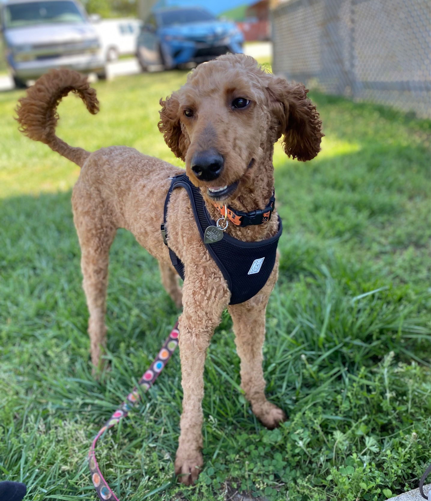 Poodle Perfection: Georgette’s Ready to Join Your Pack - Rocky Kanaka