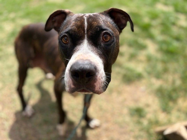 Brint the Brave Pit Bull Mama Is Ready for Her Happily Ever After ...