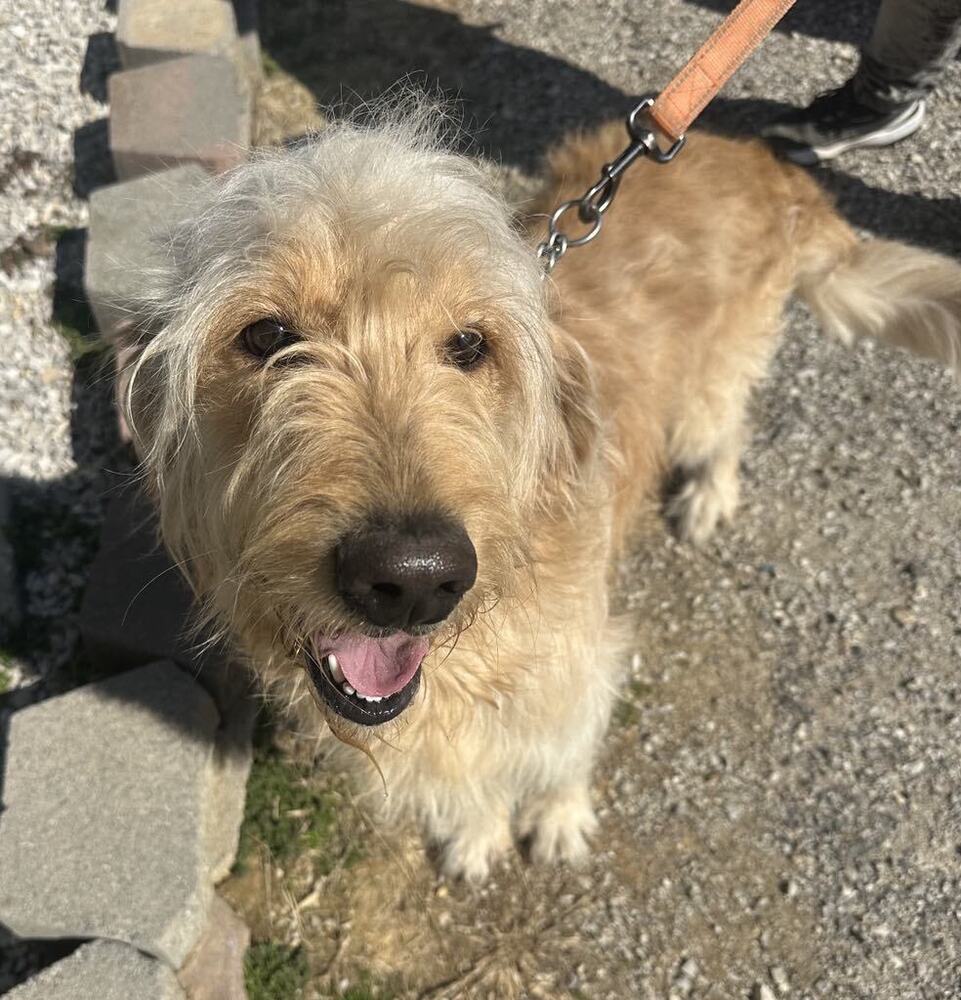 Goofy, Lovable Gus the Labradoodle Is Ready to Be Your New Best Friend ...