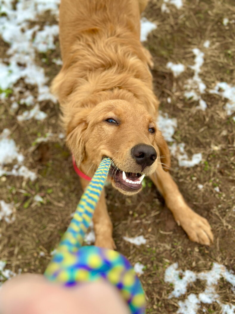 Meet Loki: The Goofy Golden Retriever Full of Love & Laughter! - Rocky ...