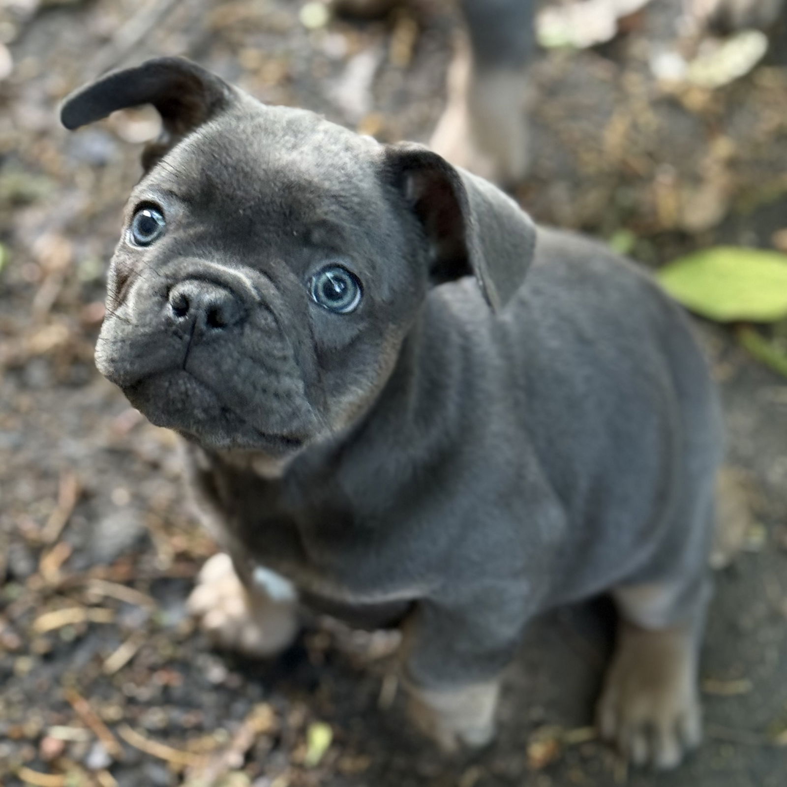 Rescued at 4 Weeks, Jabarkus The Frenchie Is Ready to Conquer the World ...