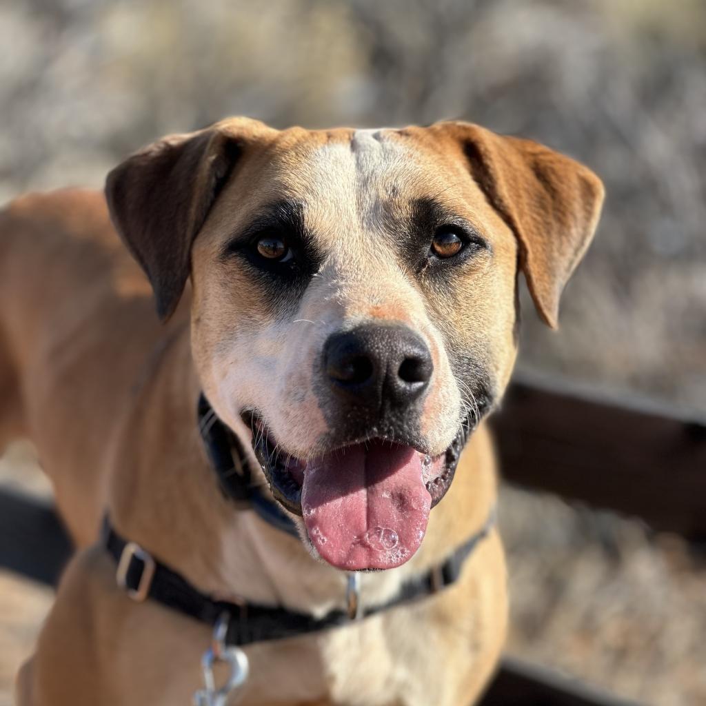 Meet Beethoven: A Goofy, Gentle Boxer Mix Looking for His Forever Home ...