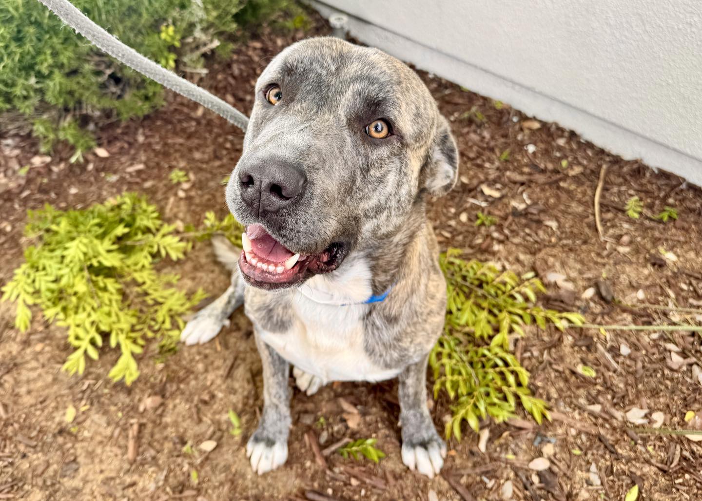 Chester The Pit Bull Has the Best Smile and the Biggest Heart—He’s Just ...