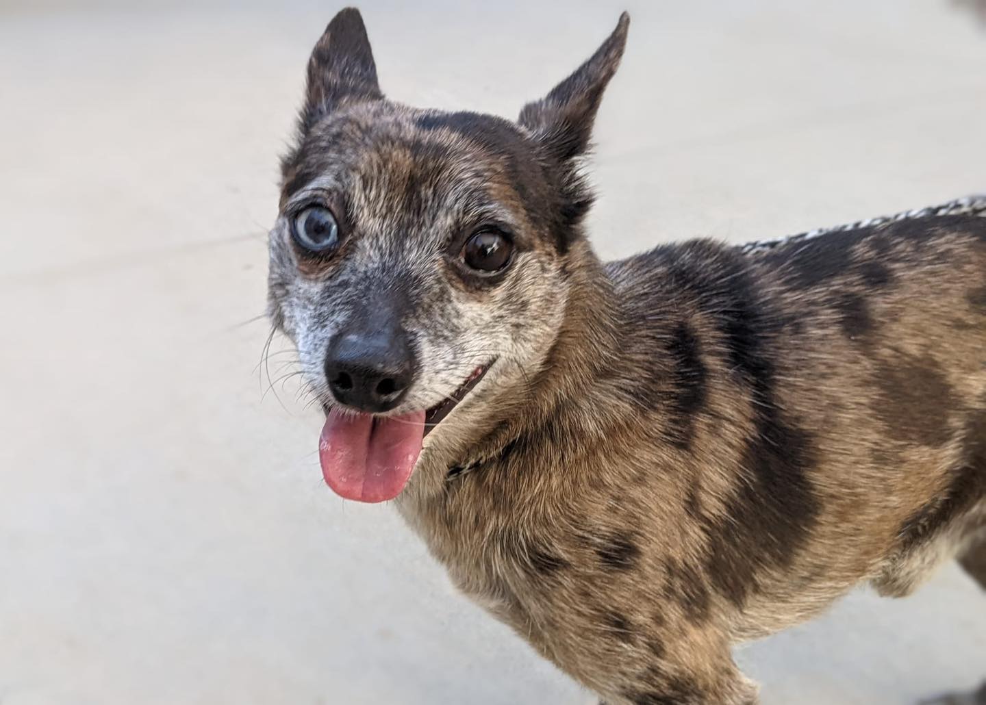 Elvis the Blue-Eyed Chihuahua Mix Is Looking for His Forever Lap ...