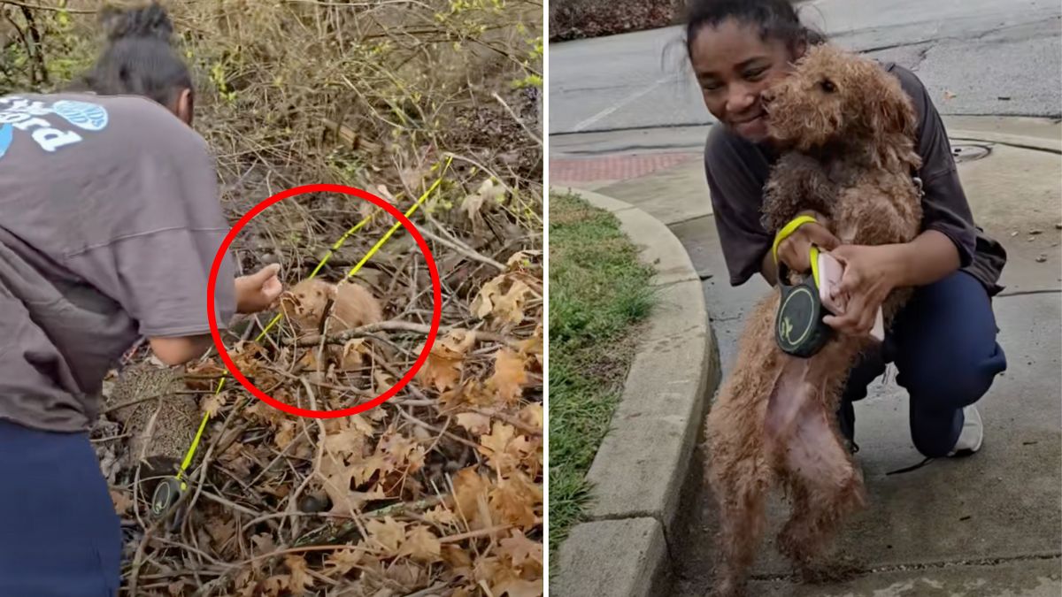Watch the Emotional Reaction as Lost Goldendoodle Reunites With Young ...