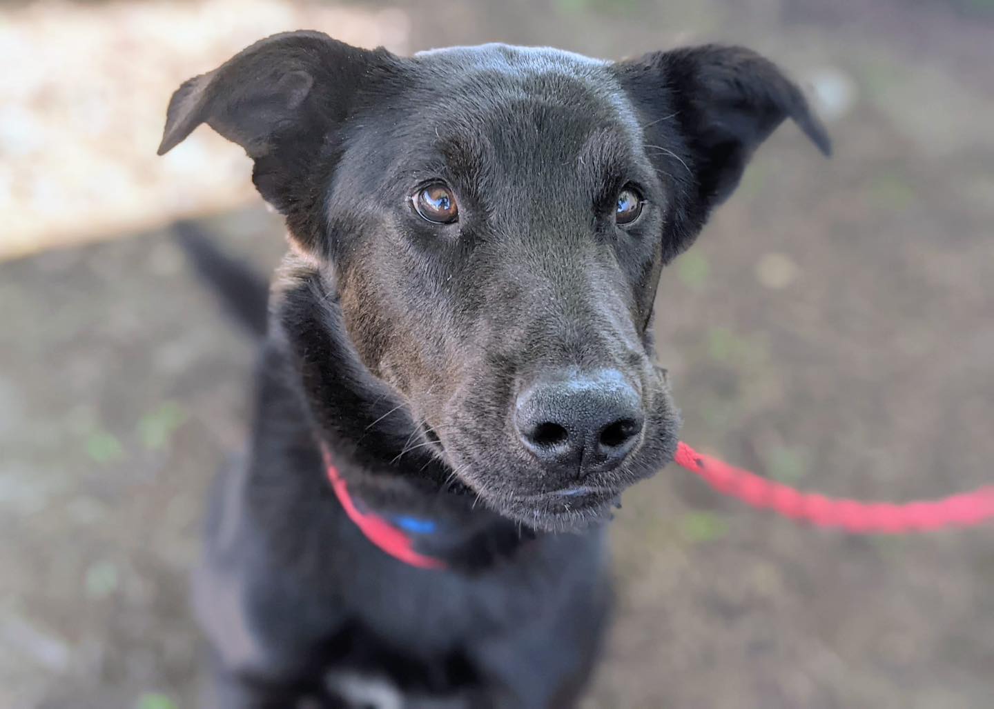 Merlin the Magical Shepherd Mix Is Ready to Put a Spell on Your Heart ...