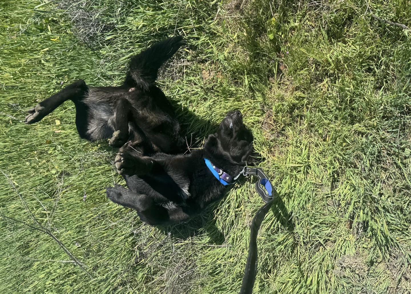 Merlin the Magical Shepherd Mix Is Ready to Put a Spell on Your Heart ...