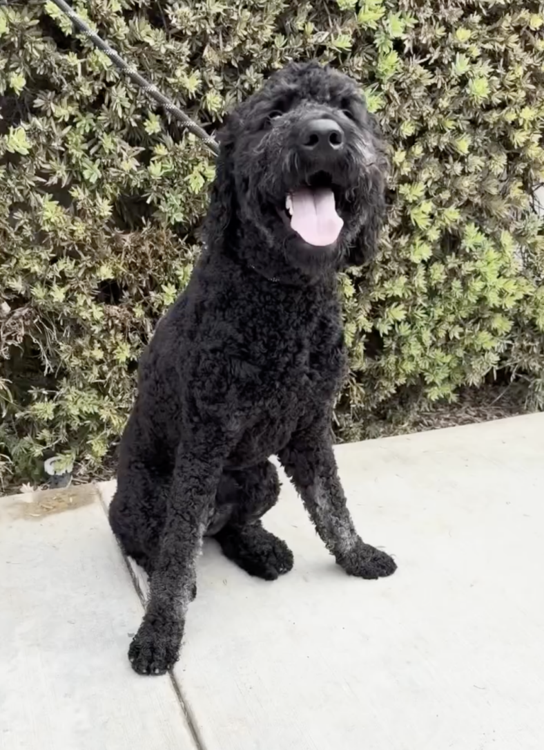 Shelter Dog Becker Was All Set to Fly to His New Family—Then the ...