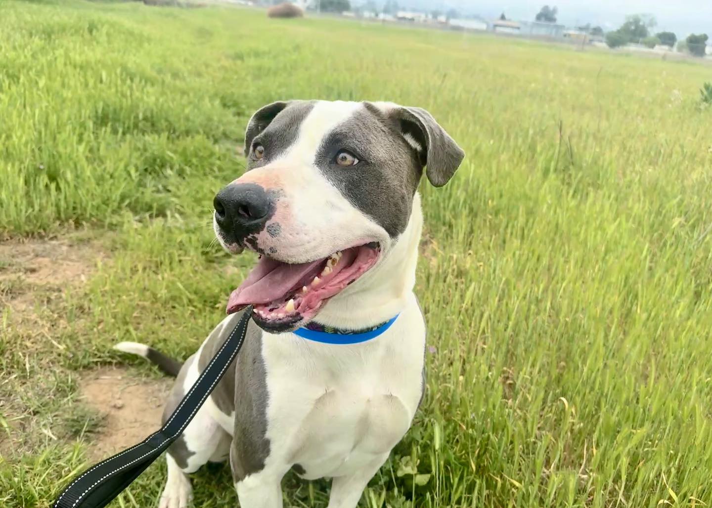 Meet Tony Stark: A Gentle Hero with a Shy Soul - Rocky Kanaka