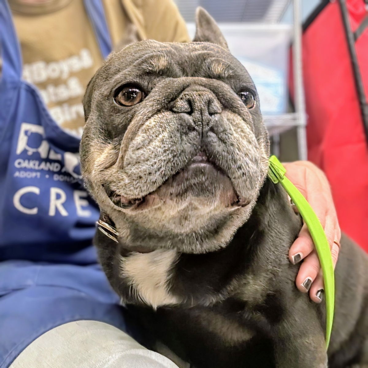 Charlie the Frenchie: Snoring, Snuggling, and Stealing Hearts - Rocky ...