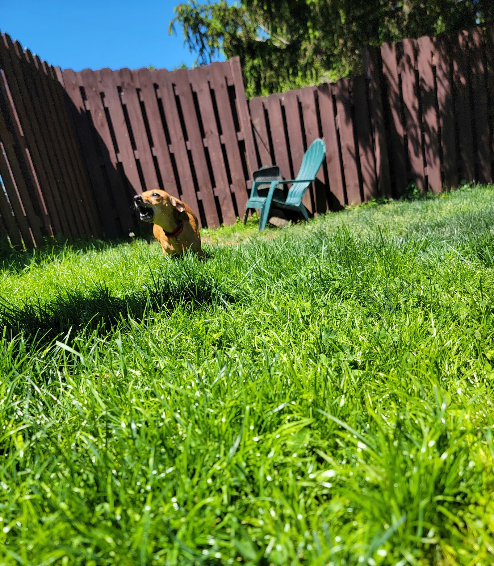 Double the Love, Dachshund Mix Delight: Violet & Rose Need a Forever ...