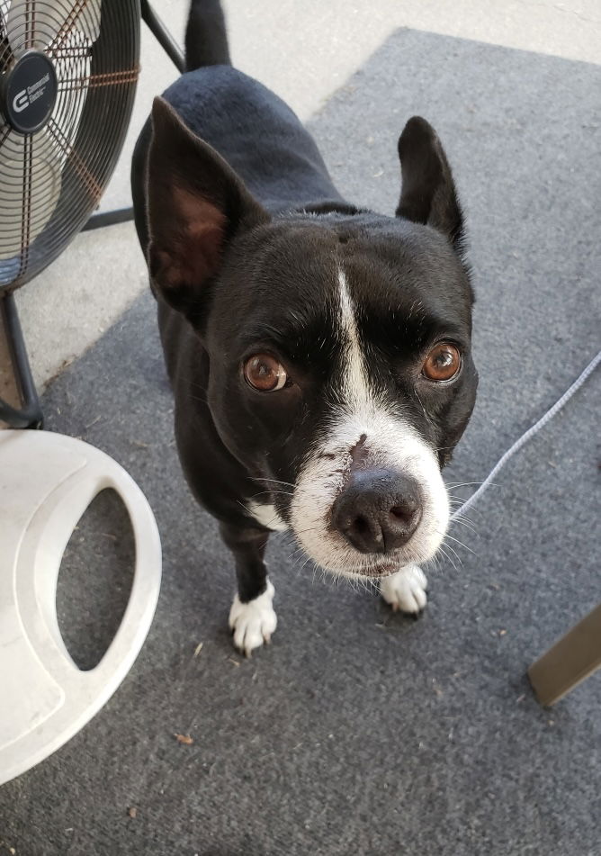 Anna the Senior Boston Terrier Mix Is Ready to Steal Your Heart ...