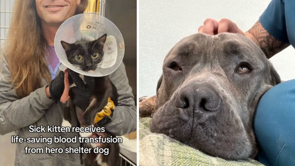 This 104-Pound Shelter Dog Gave His Blood to Save a Dying Kitten ...