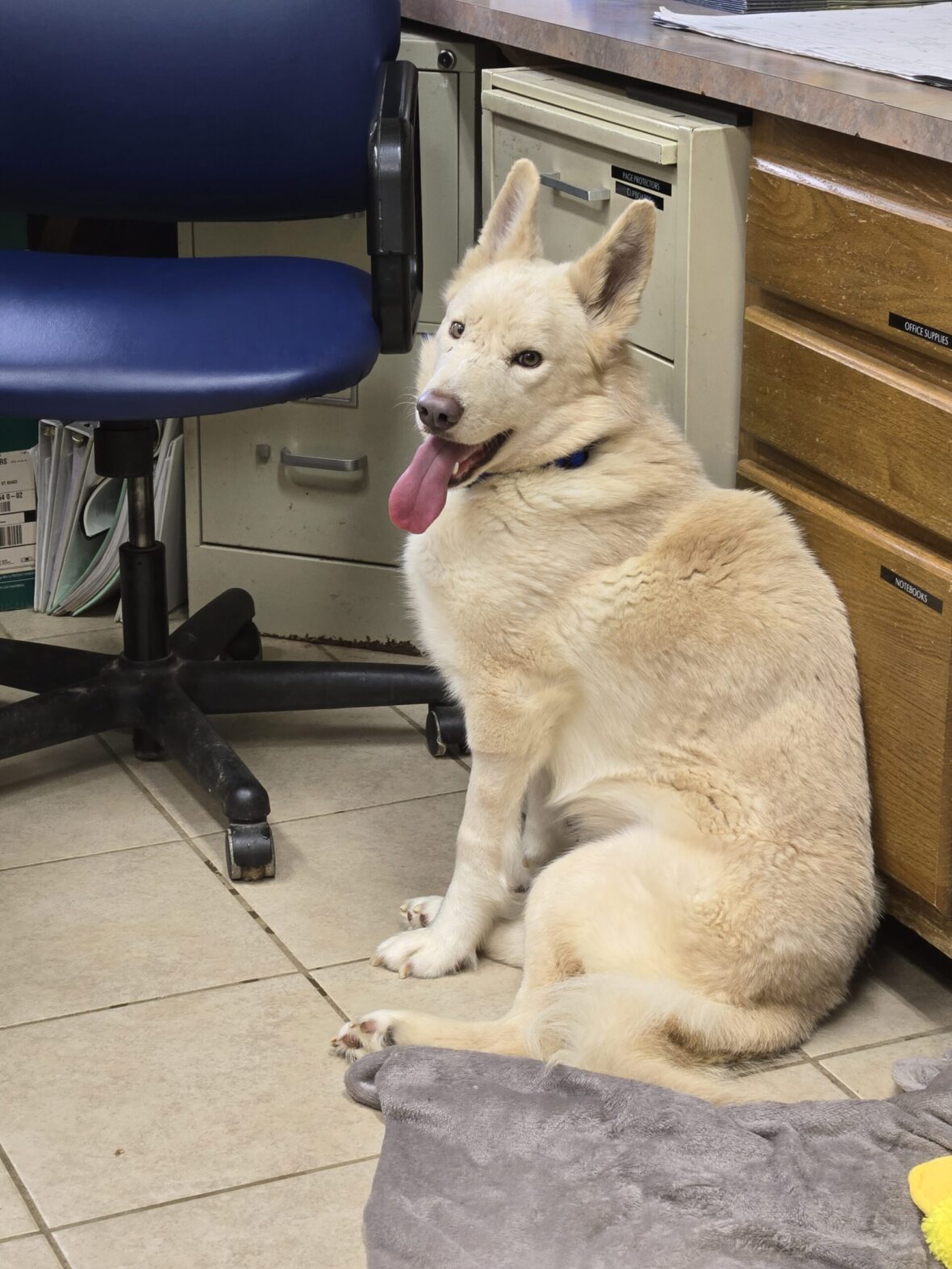Caged for Years, But Still Full of Hope — Help Elvis Learn to Be a Dog ...