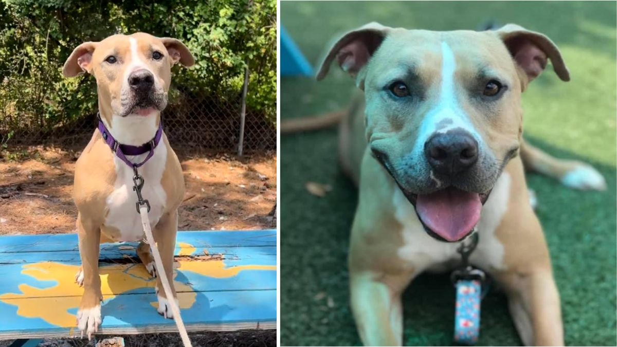 Abandoned While Pregnant, Dog Has Waited 7 Years at a Shelter. Why Won ...