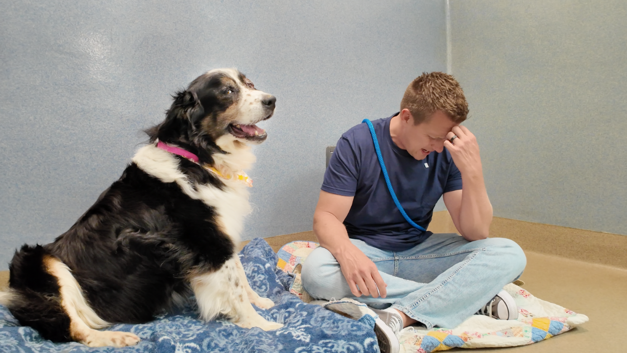 Cassie the Border Collie Was Left With a Gaping Wound—Now She’s Headed ...