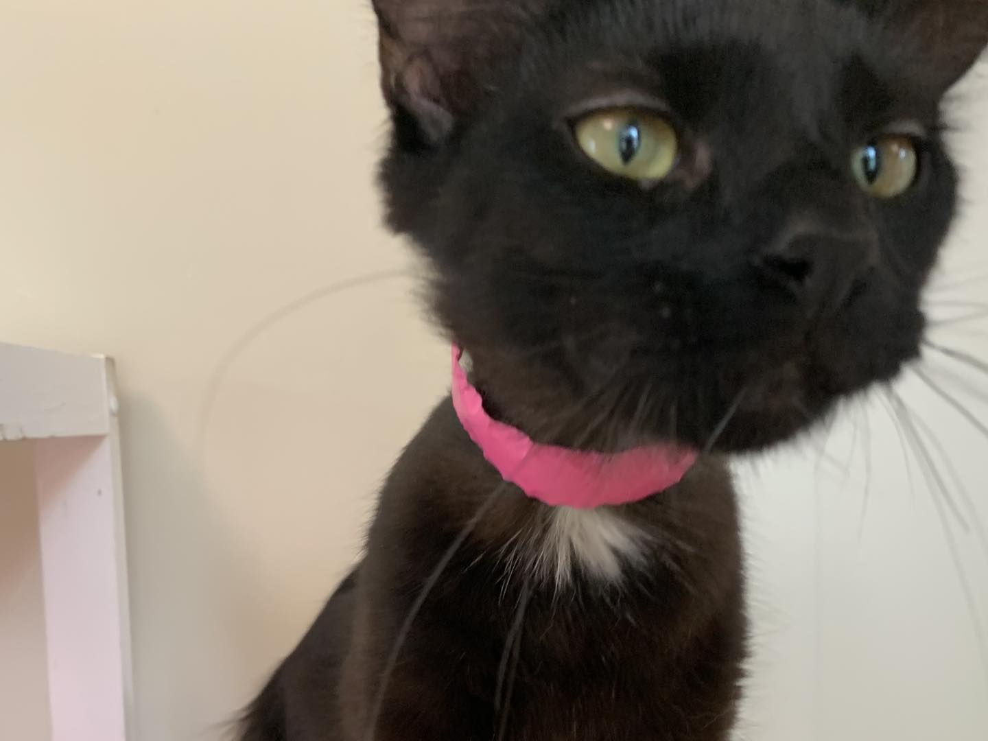 ECLAIR the Cuddle Cat! Feisty, Friendly & Full of Fun - Rocky Kanaka