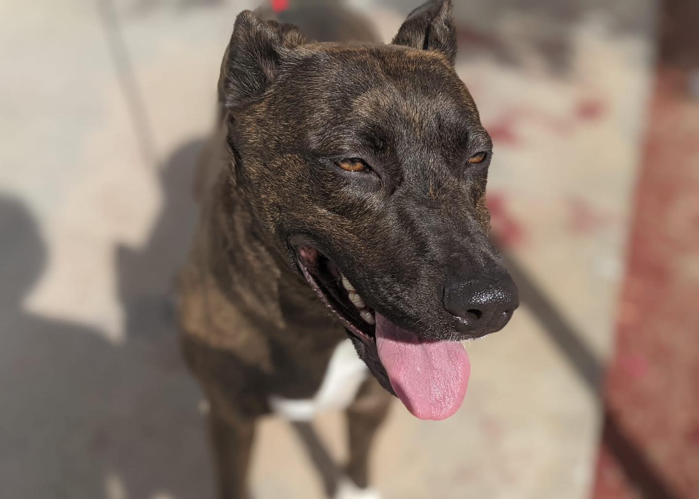 Brindle Beauty with a Tender Soul—Meet Lilo the Lovable Shepherd ...