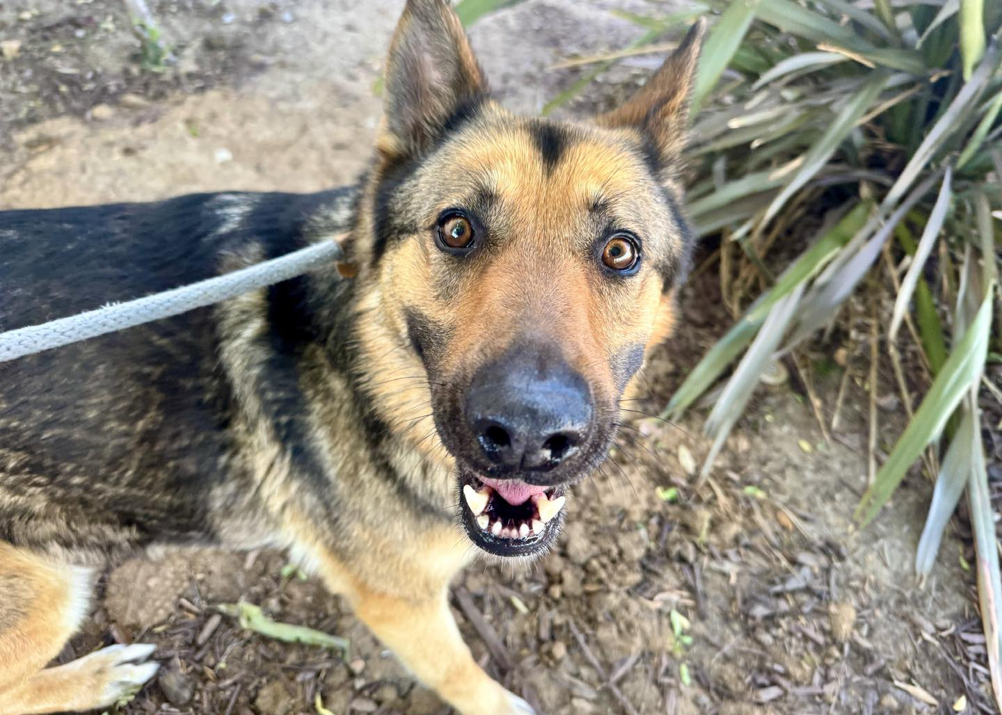 Precious the Shepherd with a Searching Heart — Still Looking for the ...