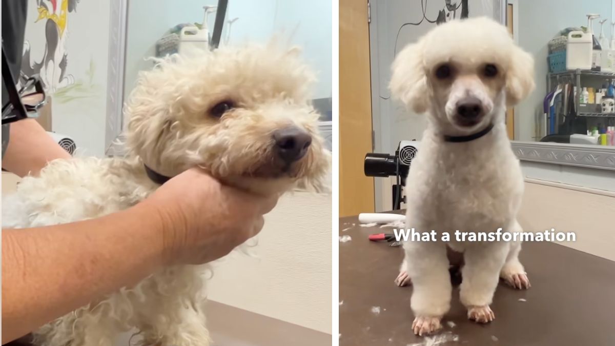 Neglected Dog Found at Local High School Undergoes Dramatic ...