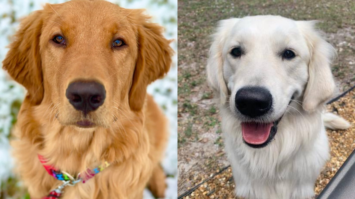 These 9 Golden Retrievers Have So Much Love to Give—& They're Up for ...