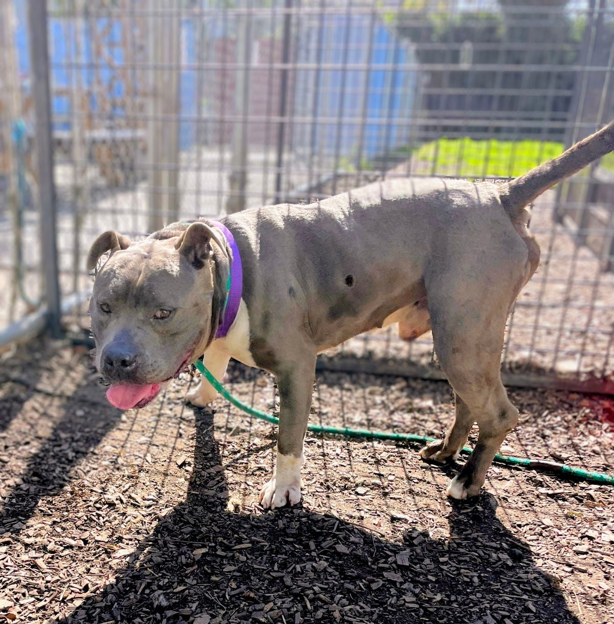 Meet Potluck – The Beefy Cuddle King Who’s Ready to Relax and Love ...