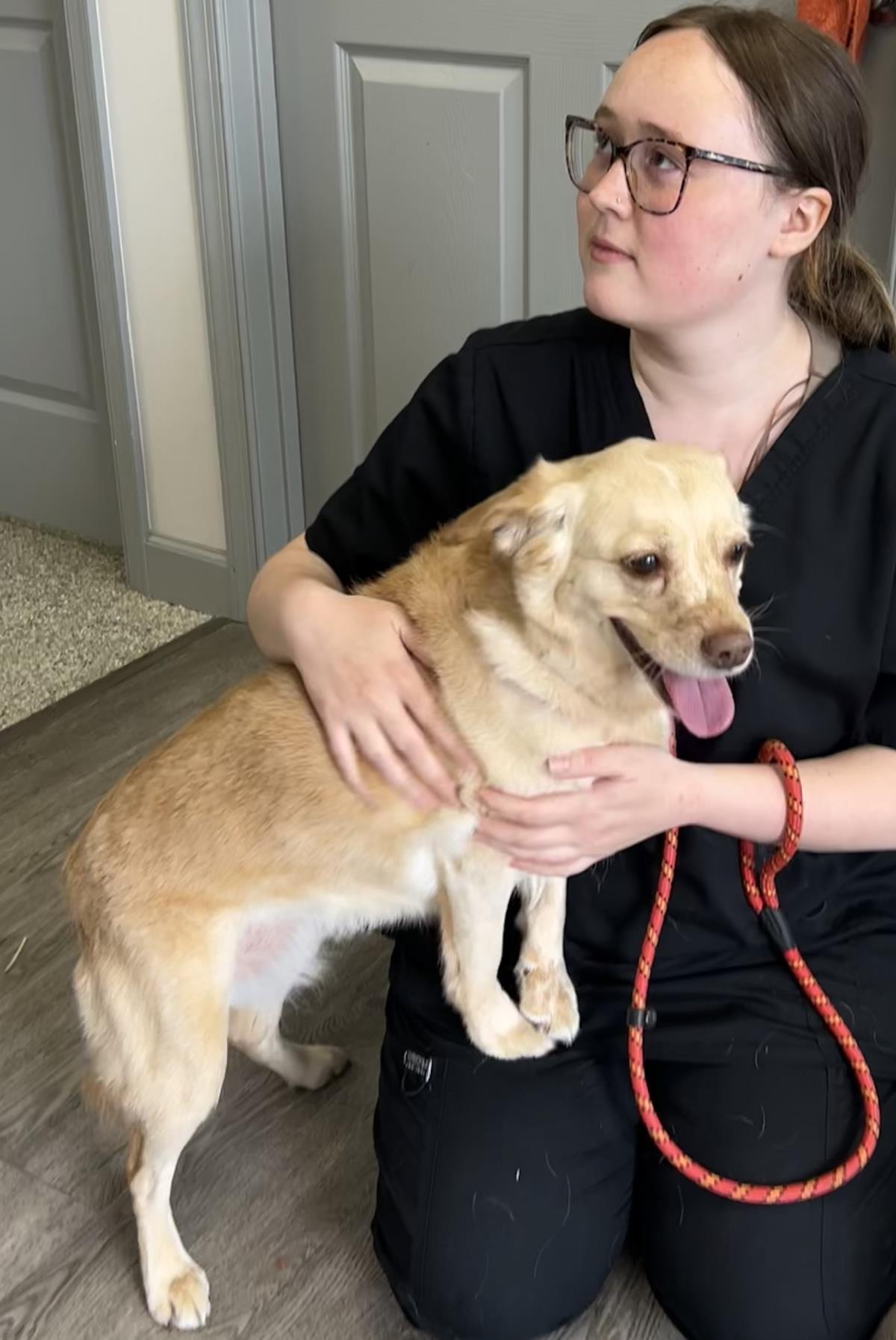 Sweet Cocker Spaniel Mix Marley Needs a New Leash on Life - Rocky Kanaka