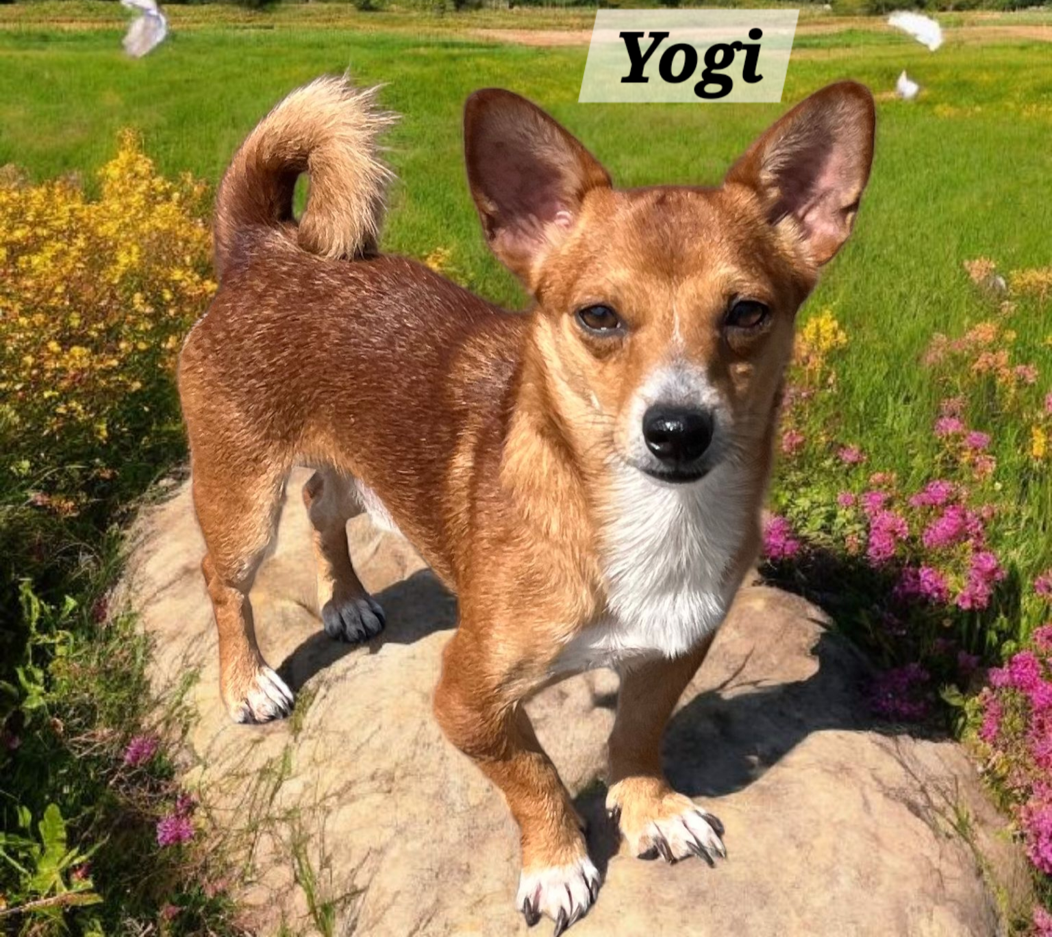 Too Much Fun in One Tiny Package: Meet Yogie the Spirited Terrier Mix! - Rocky Kanaka