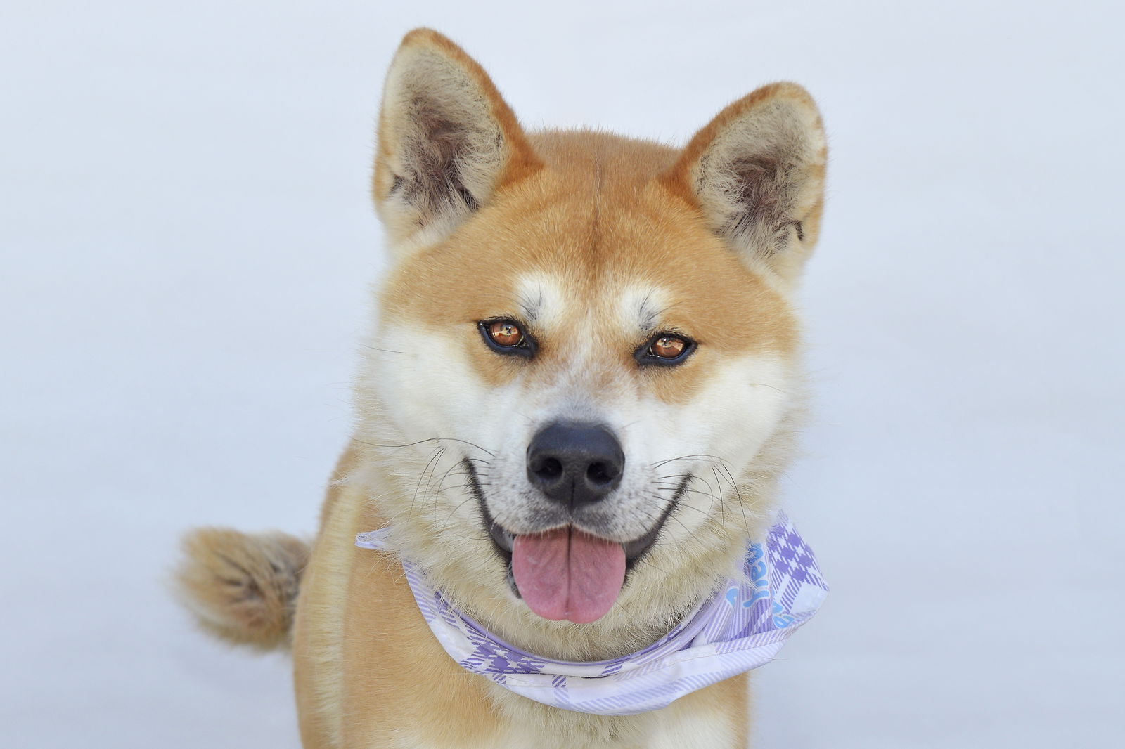 Abandoned but Not Broken—Nora the Alaskan Husky/Jindo Mix Is Pure Love ...