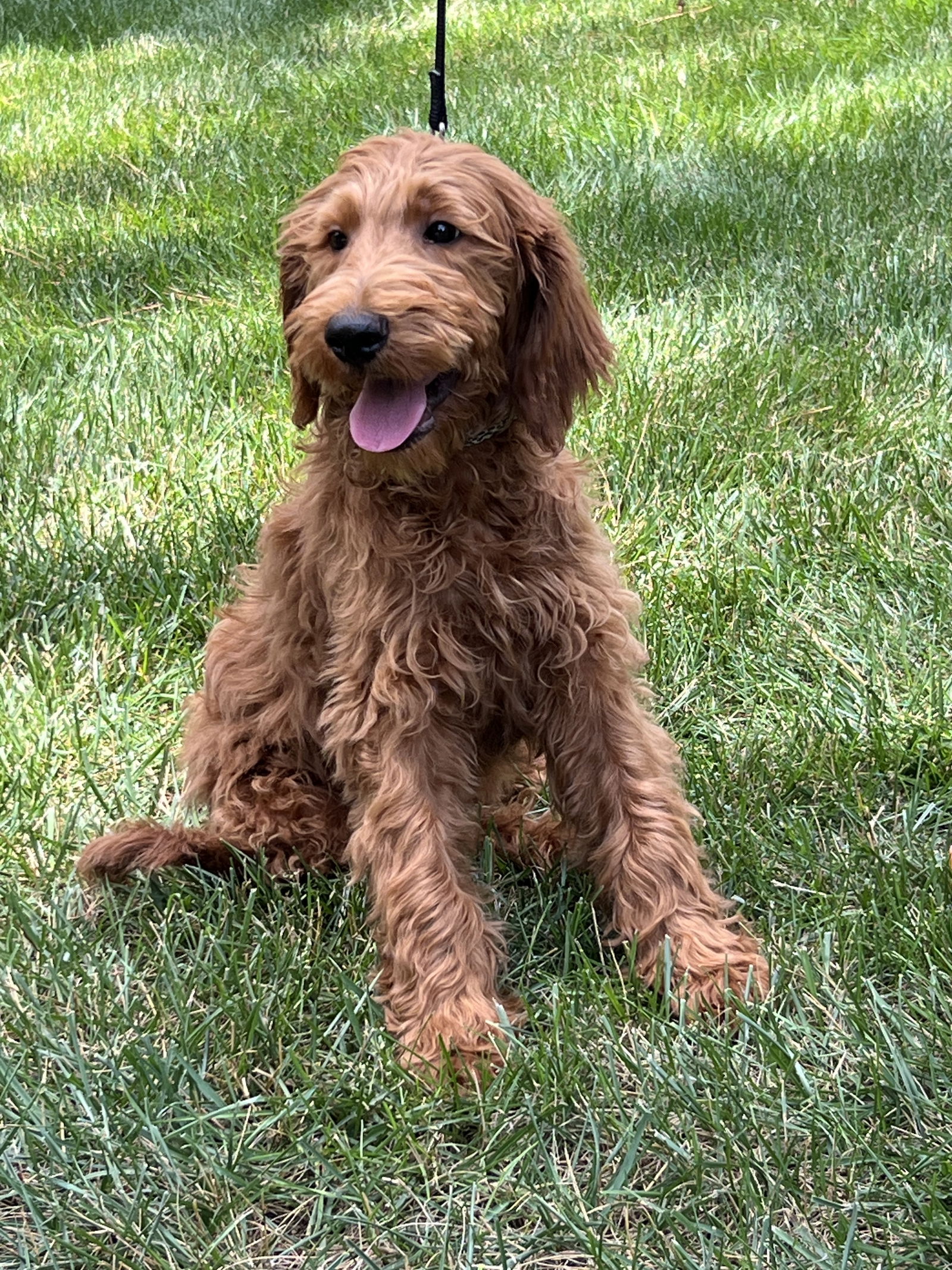 Meet Murphy: Puppy Mill Survivor With a Heart Full of Hope - Rocky Kanaka