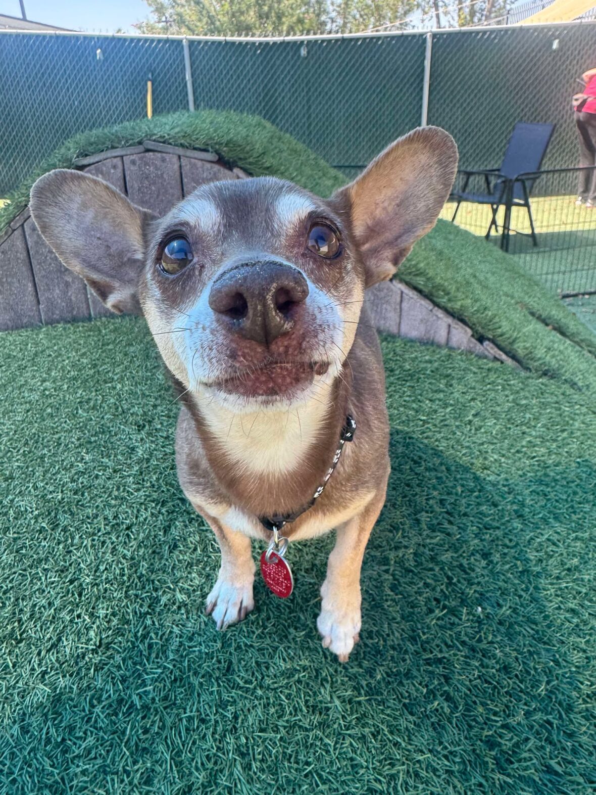 Petey’s Puppy-Dog Eyes Are Waiting to Melt Your Heart — Will You Be His ...