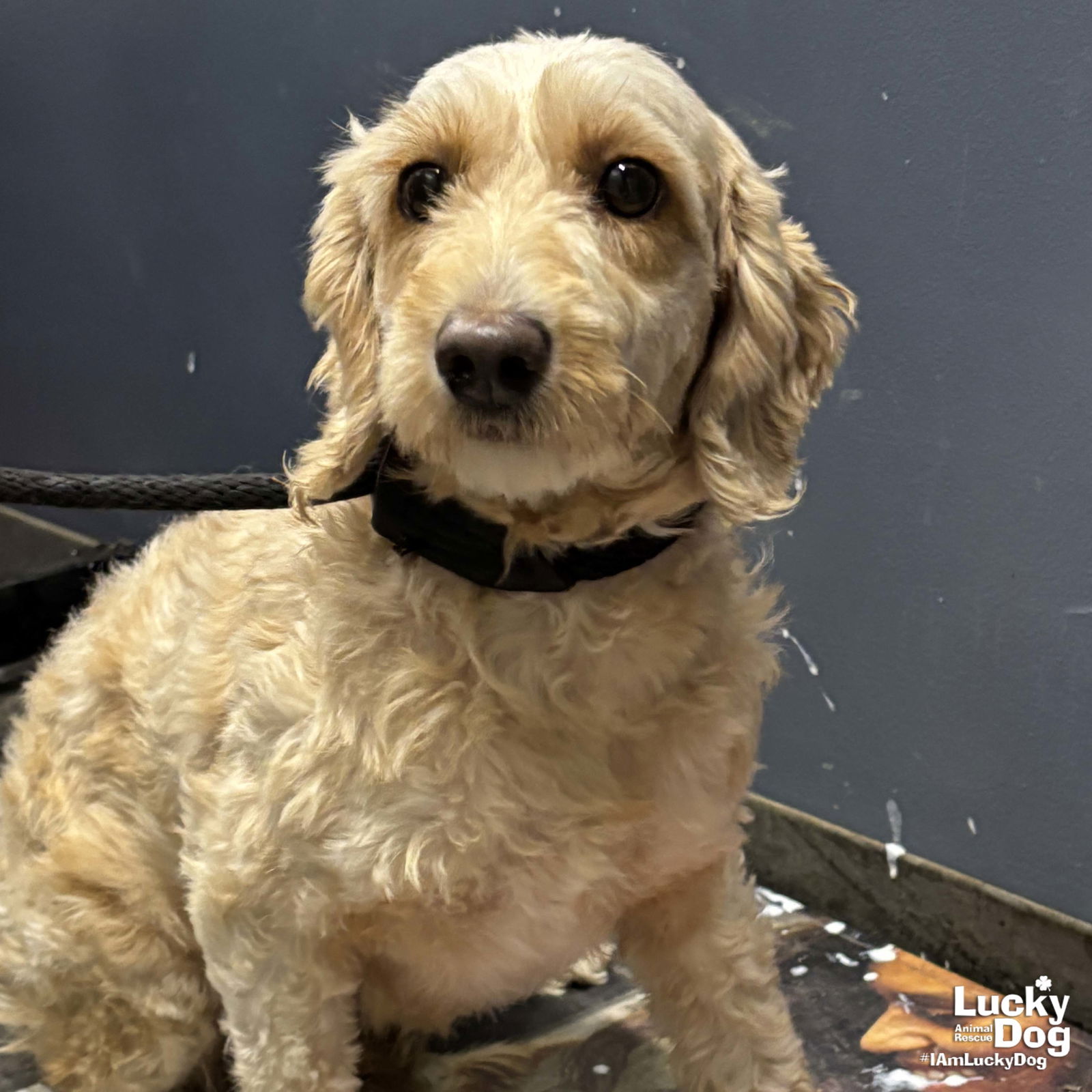 Rescued from a Breeder's Past—Janey the Poodle Mix Is Ready to Learn ...
