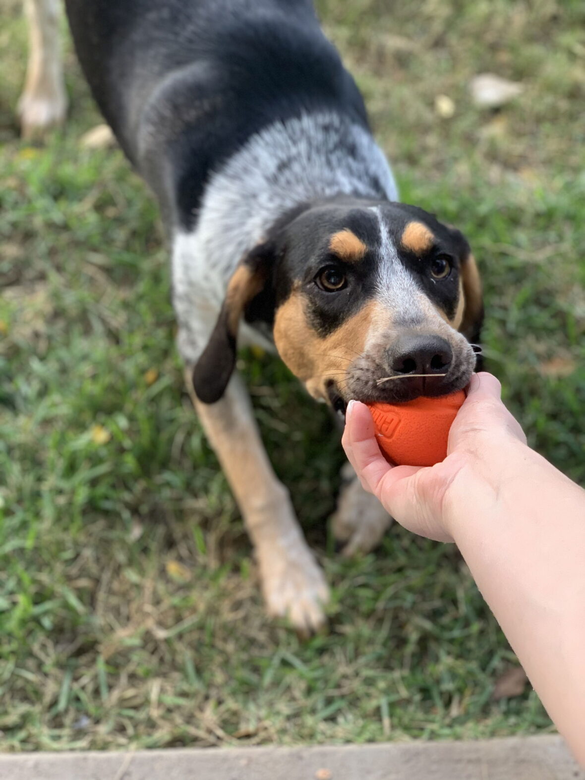 Meet Lulu – The Loyal Hound Ready to Be Your Outdoor Adventure Buddy ...
