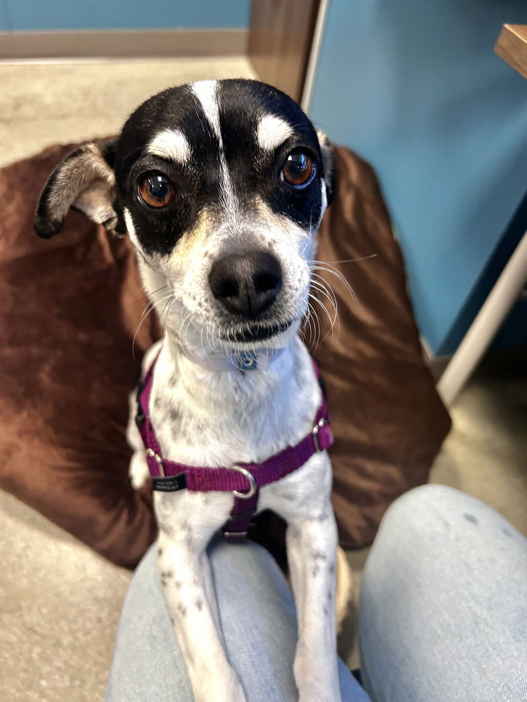 Shy but Sweet—Mabel Is Ready to Be Your Gentle, Loyal Companion - Rocky ...