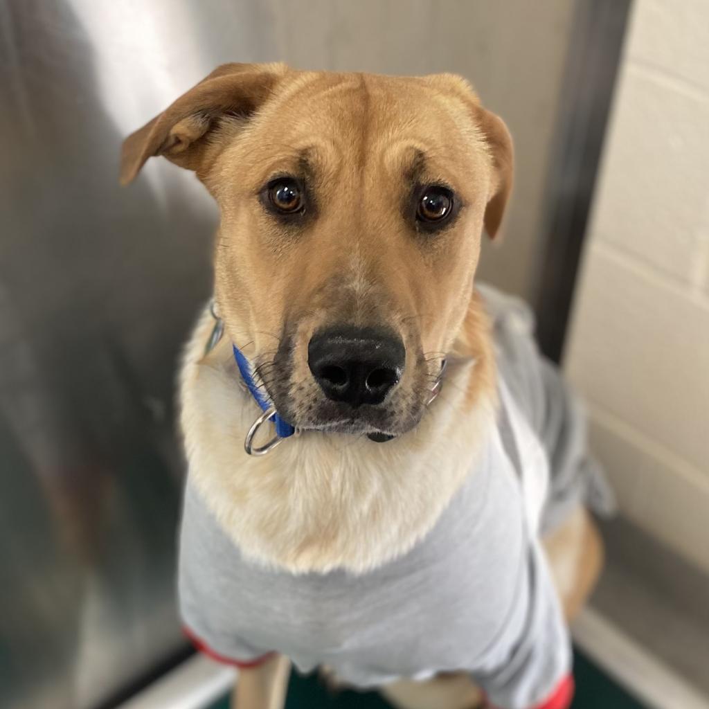 From Shy to Shine—Mantis Is Ready to Bloom in the Right Home - Rocky Kanaka