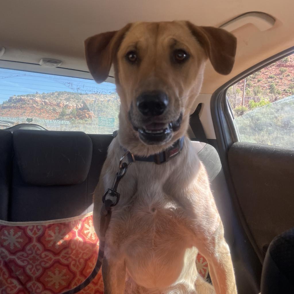 From Shy to Shine—Mantis Is Ready to Bloom in the Right Home - Rocky Kanaka