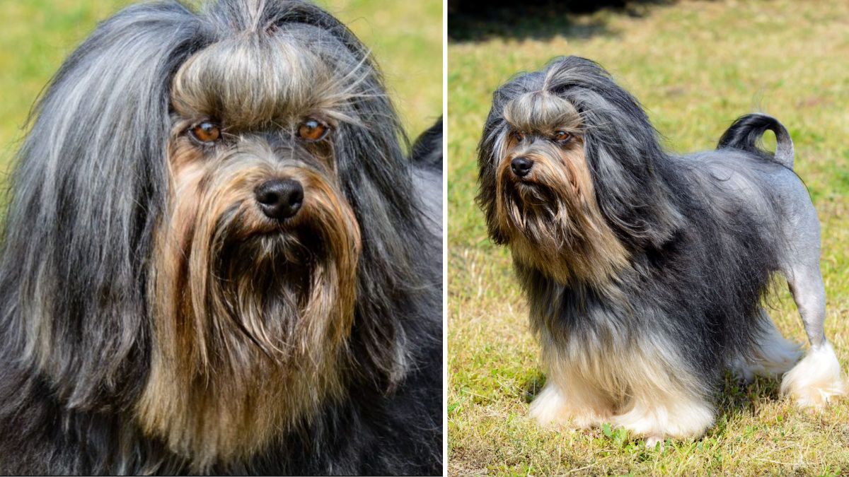 This $5,000 Dog Was Almost Extinct—Here's Why Everyone Wants One Now ...