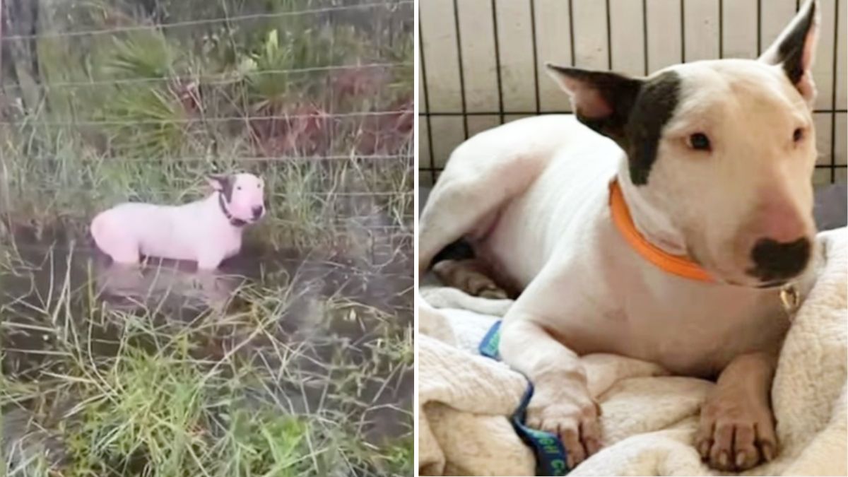 Dog Was Left to Drown in a Hurricane—Now His Rescue Could Change ...