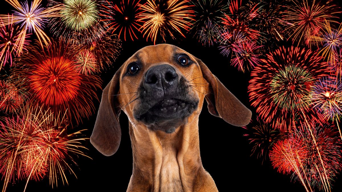 Which Dog Breeds Fear Fireworks the Most? A Study Reveals Some ...