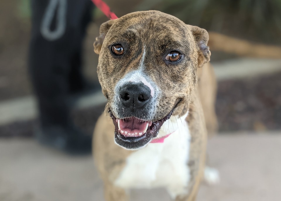 Dog, The Sweet Brindle Beauty Still Waiting for Her Forever Family ...