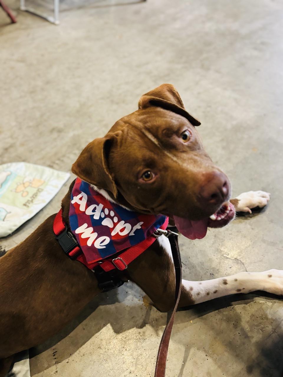 Chocolate-Coated Charm: Bowser Is Ready to Steal Your Heart - Rocky Kanaka