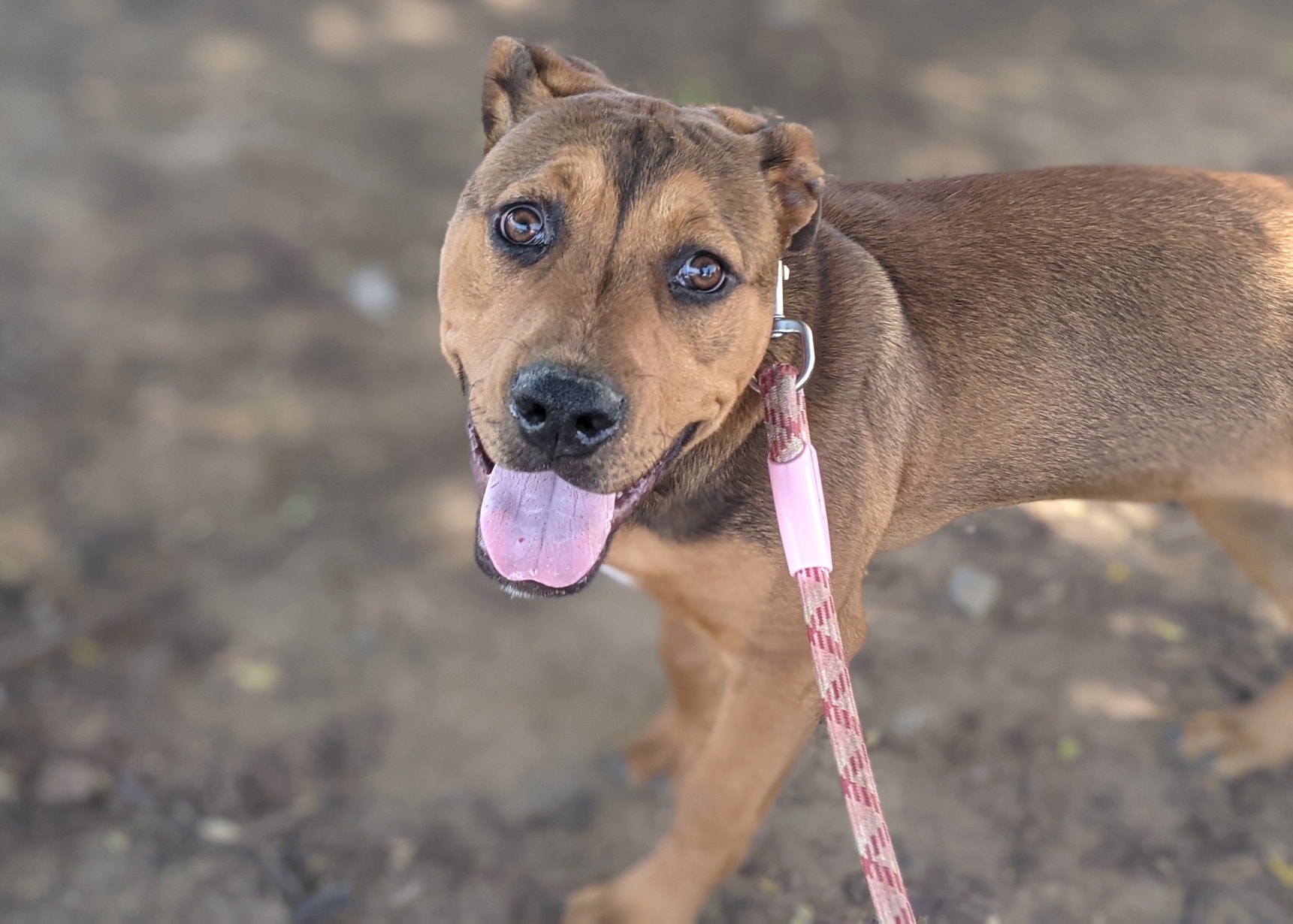 Meet Raquel – The Gentle Shepherd Pup Who Just Wants to Be Loved ...