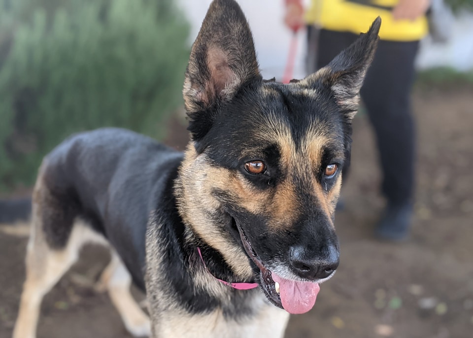 This Shy Beauty Just Wants a Chance to Bloom—Meet Riley the German ...