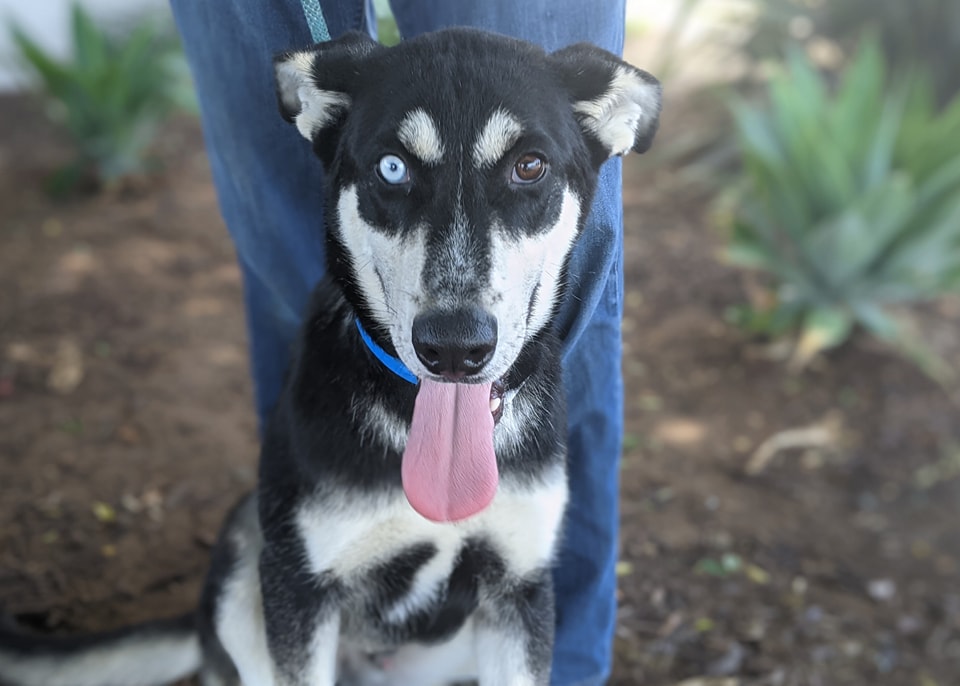Blue-Eyed Baby Looking for Love: Meet Rudy the Shepsky Pup - Rocky Kanaka