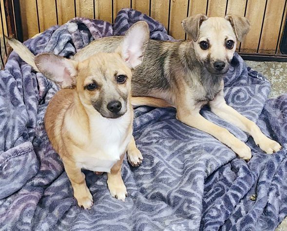 Born in Rescue, Raised with Love—Shorty Is Ready for His Forever Family ...
