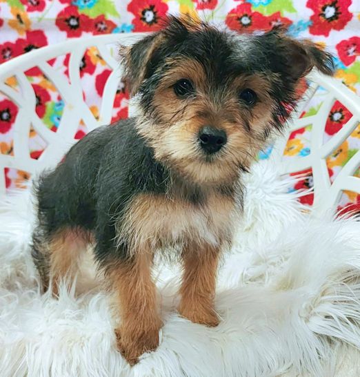 This Yorkie Mix Princess Was Born in Rescue—Miss May Is Ready for Her ...